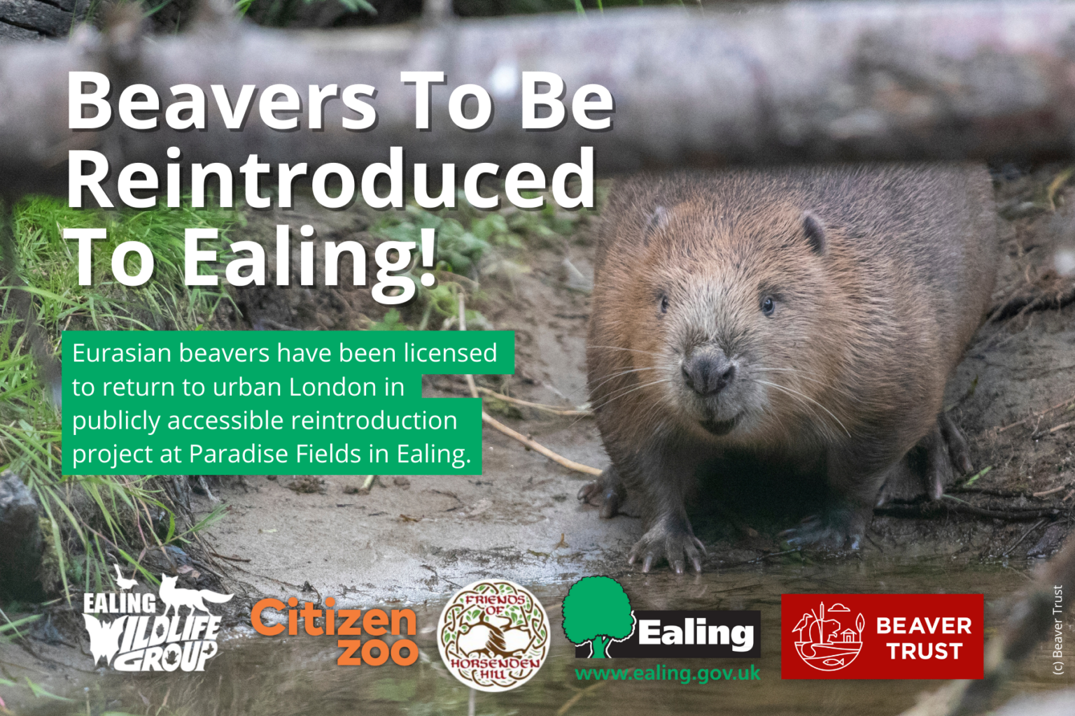 After 400 years beavers are set to come back to Ealing at Paradise ...