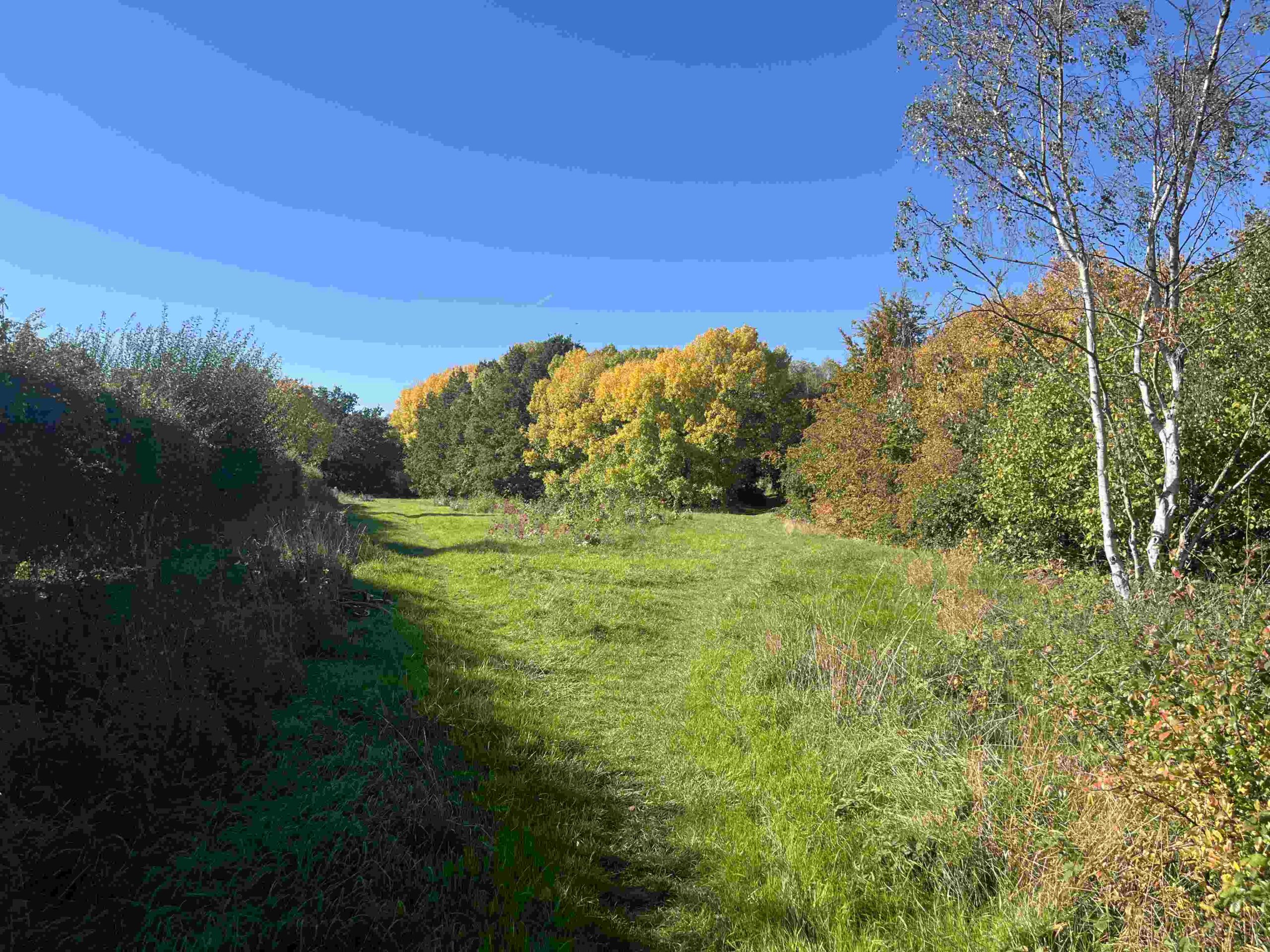 Ealing environmental groups unite over telecoms mast threatening ...